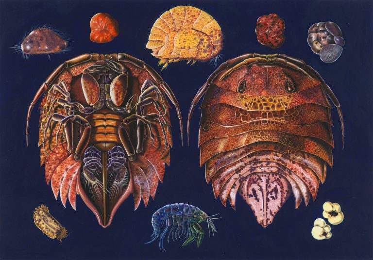 Palaeo-Invertebrata | Professor Alan Male